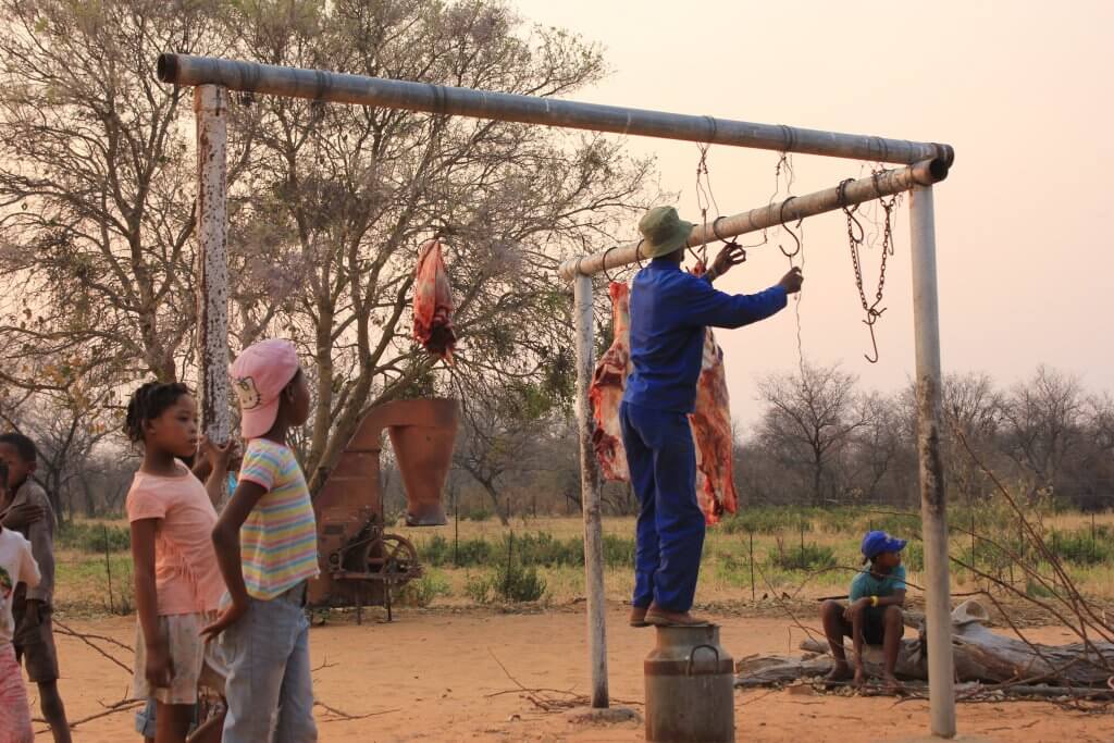 5000 hectares for 300 cows: Commercial farming in Namibia - Global ...