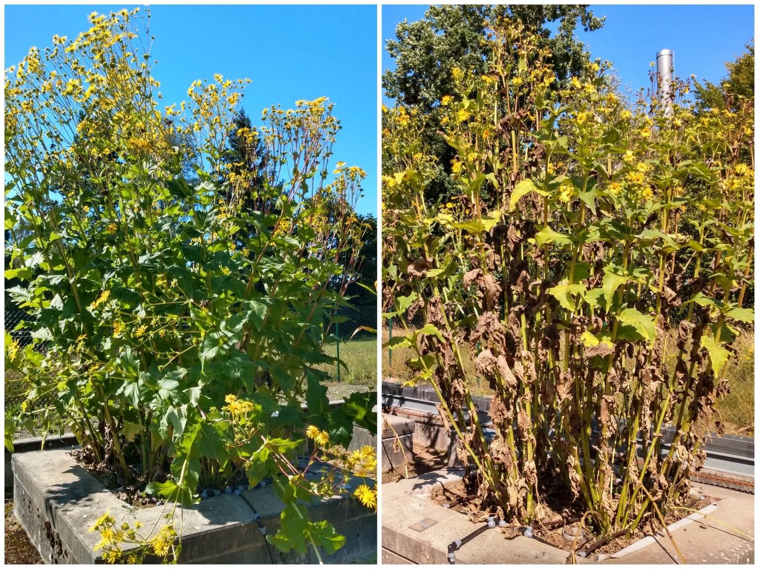 Bioenergy Plants: How Silphie Could Replace Maize in Sustainable Energy ...